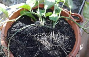 Root Bound Pothos Troubleshooting: Tips For Beginners