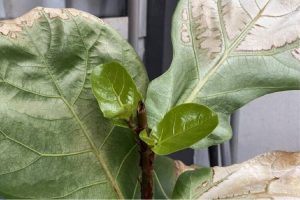 How To Save A Dying Fiddle Leaf Fig Tree? 7 Helpful Tips