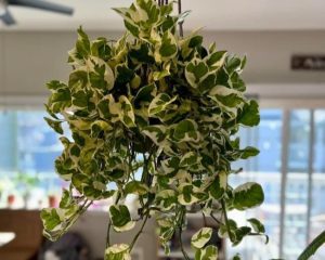 16 Types of Pothos You Will Love to Grow
