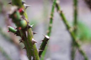 Pricker Bushes: Simple Ways To Get Rid Of Them Forever