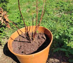 Overwatered Hibiscus: 3 Signs & How To Rescue