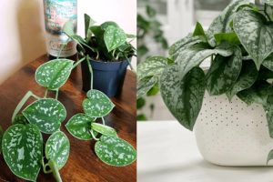 Silver Pothos Vs Satin Pothos: What's The Difference?