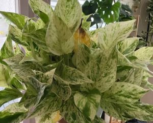 Snow Queen Pothos Care: The Indoor Plant Growing Guide