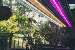 Grow Light Vs Sunlight: What Light Source Is Better?