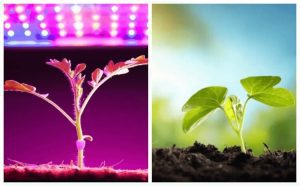 Grow Light Vs Sunlight: What Light Source Is Better?