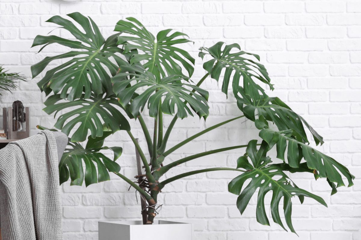 How To Propagate Monstera In The Right Ways?