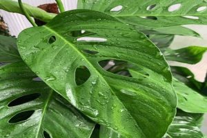 Monstera Laniata: Guide To Plants With Holey Leaves
