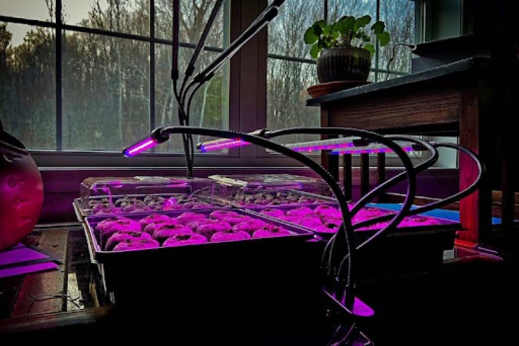 Why Are Grow Lights Purple? Explore The Science Behind