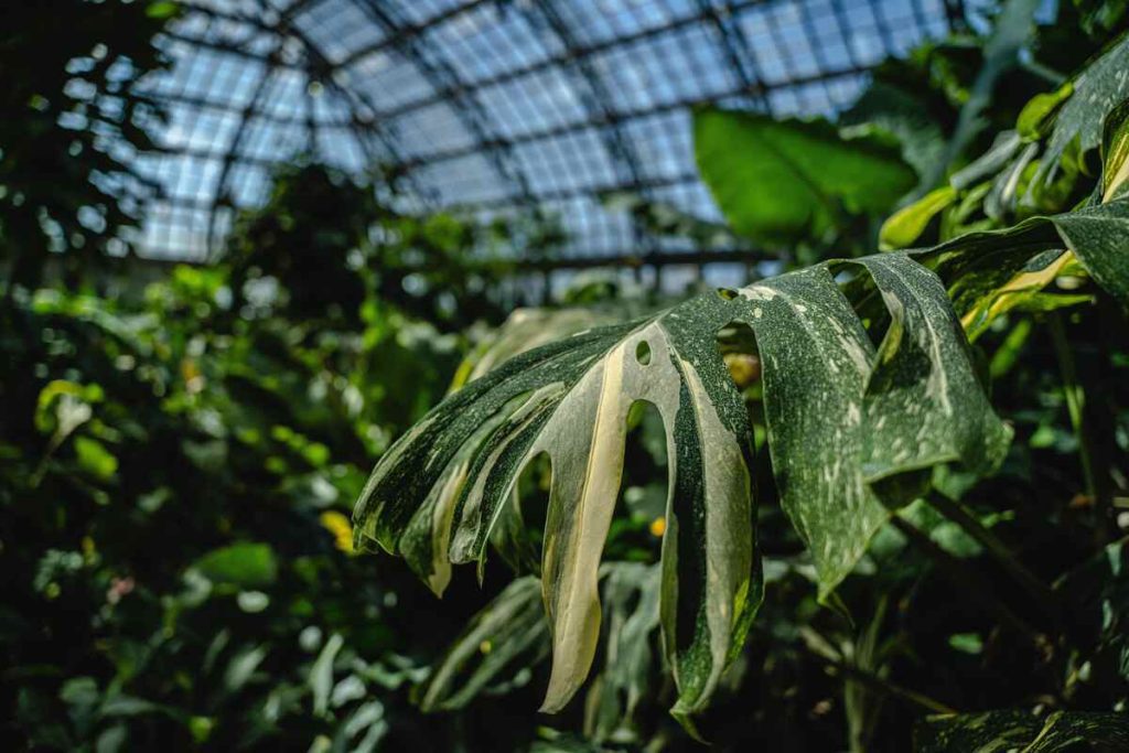 23 Common Monstera Problems: Tips To Treat For Each