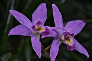 Are Orchids Poisonous: How To Identify These Harmful Plants