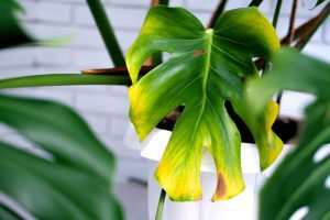 23 Common Monstera Problems: Tips To Treat For Each