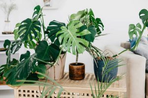 23 Common Monstera Problems: Tips To Treat For Each