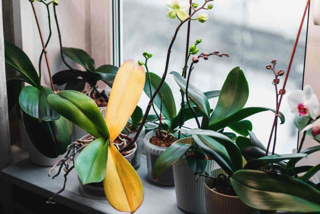 Are Orchids Poisonous: How To Identify These Harmful Plants – Swipe Garden