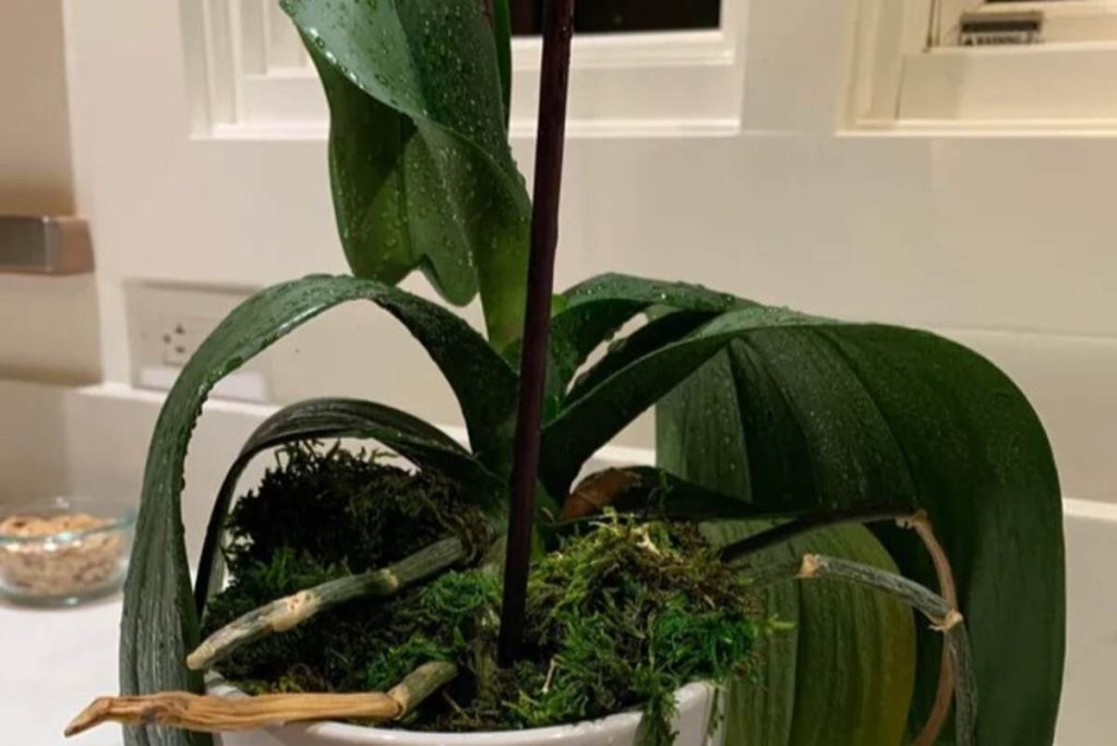 How To Care For Orchids After Flowers Fall Off? 4 Steps - Swipe Garden