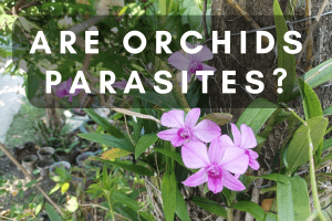 Are Orchids Parasites? – Harmful Parasites Or Essential Players ...