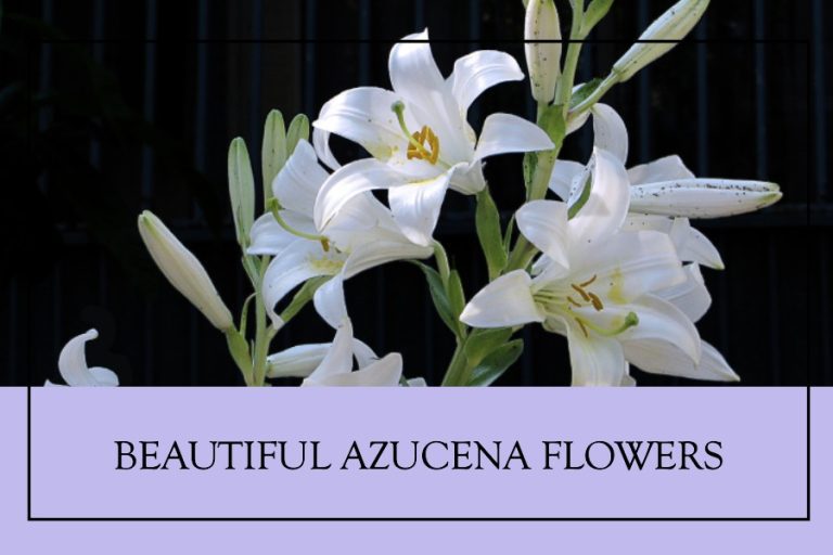 What Are Azucena Flowers? - Origins and Facts, Purity And Grace - Swipe ...