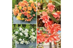 Weeping Begonia Flower Care - Techniques For Healthy, Stunning Flowers ...