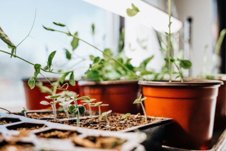 How To Grow Herbs Indoors With Grow Lights: 7 Simple Steps - Swipe Garden