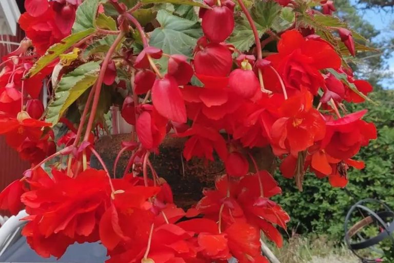 Weeping Begonia Flower Care – Techniques For Healthy, Stunning Flowers ...
