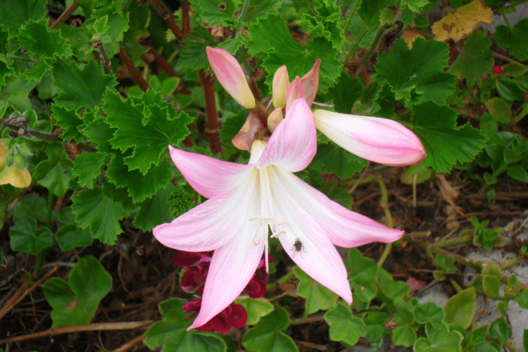 What Are Azucena Flowers? - Origins and Facts, Purity And Grace - Swipe ...